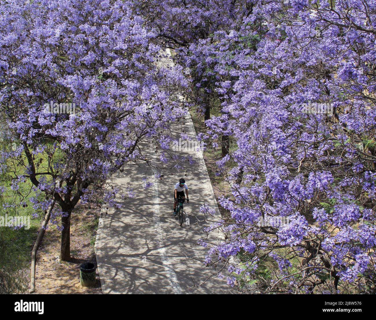 Jacaranda trees in blossom in hi-res stock photography and images - Alamy