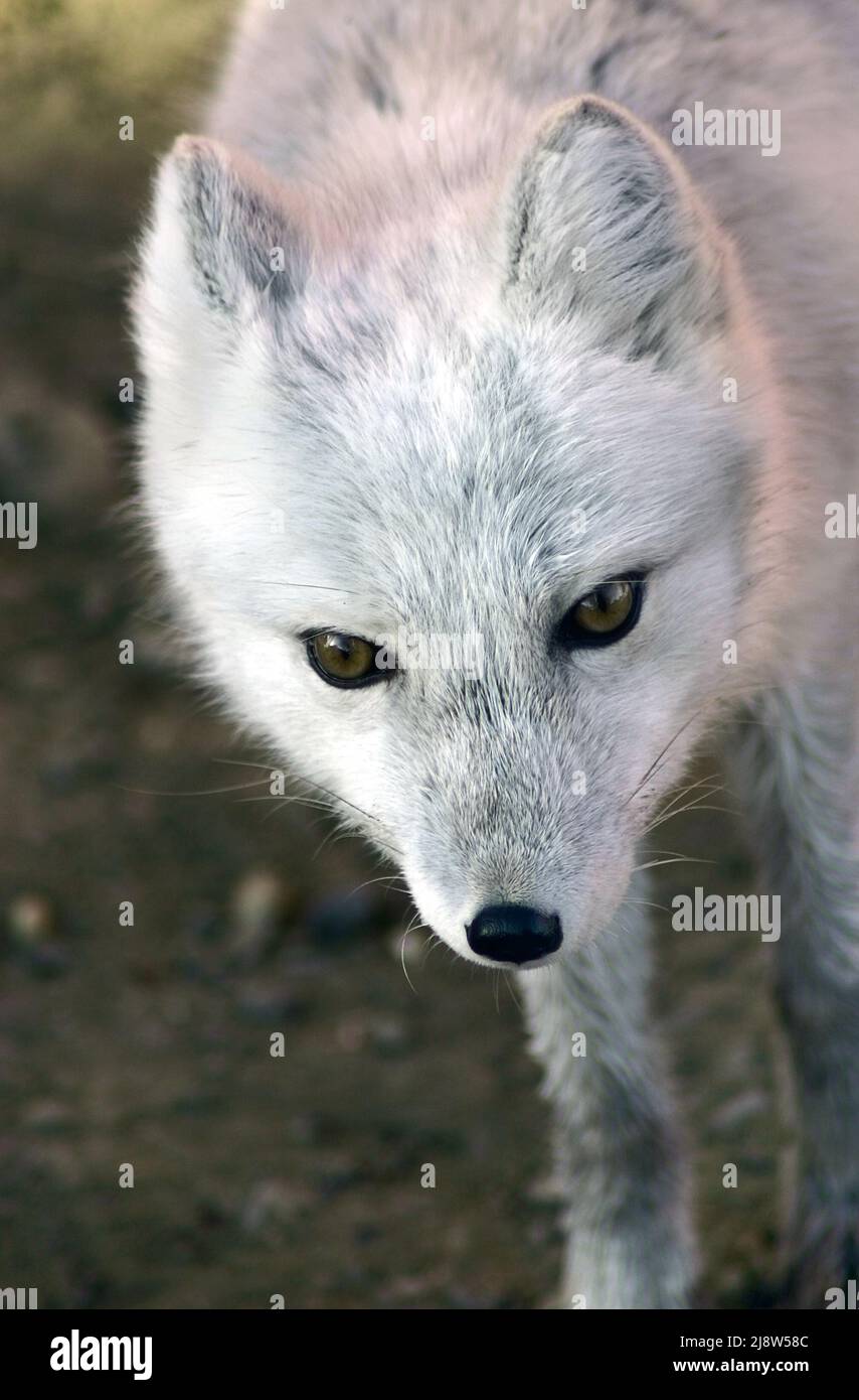 Fox looking up isolated hi-res stock photography and images - Alamy