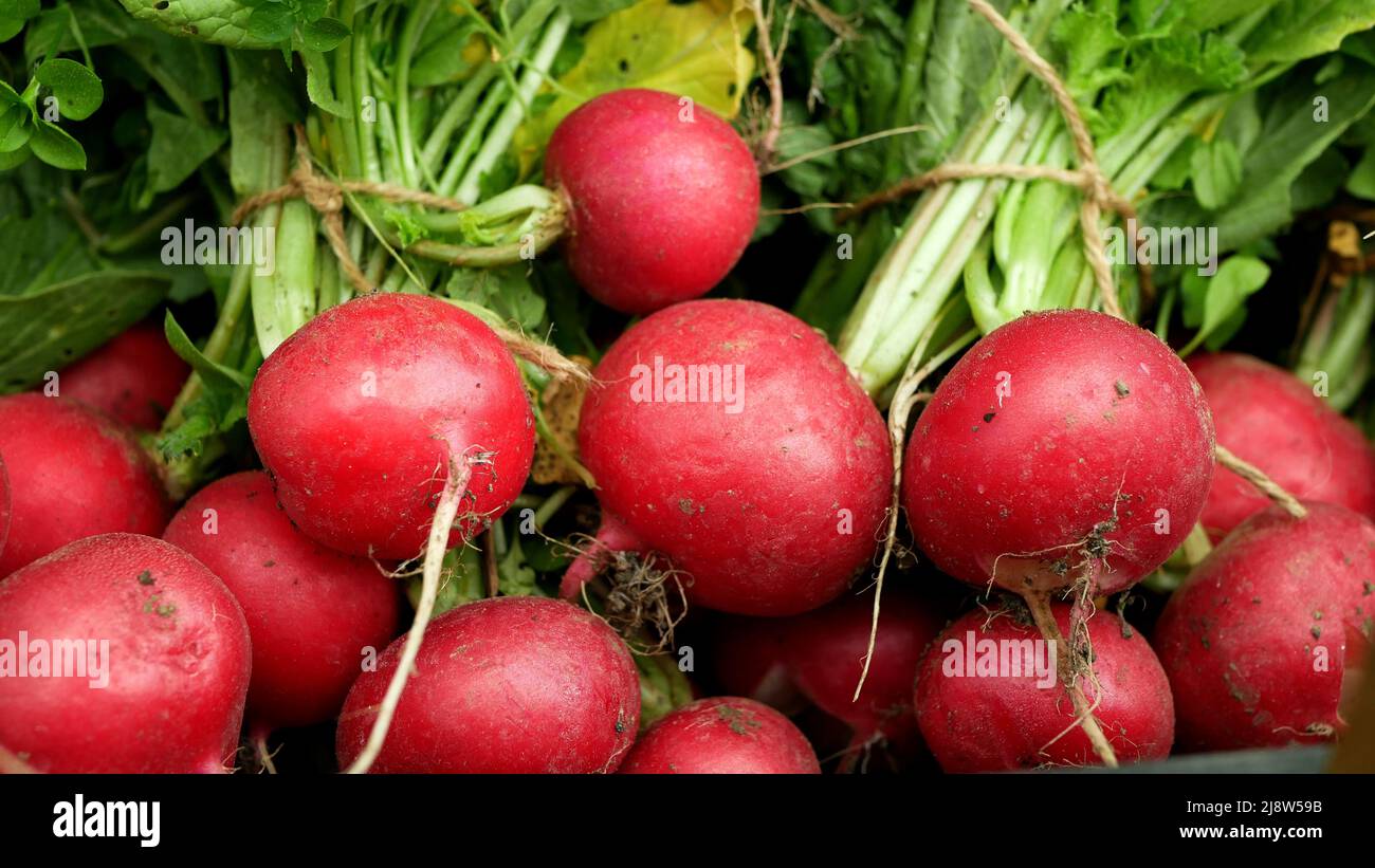 Fresh radish harvest vegetables on the market shop Raphanus ...