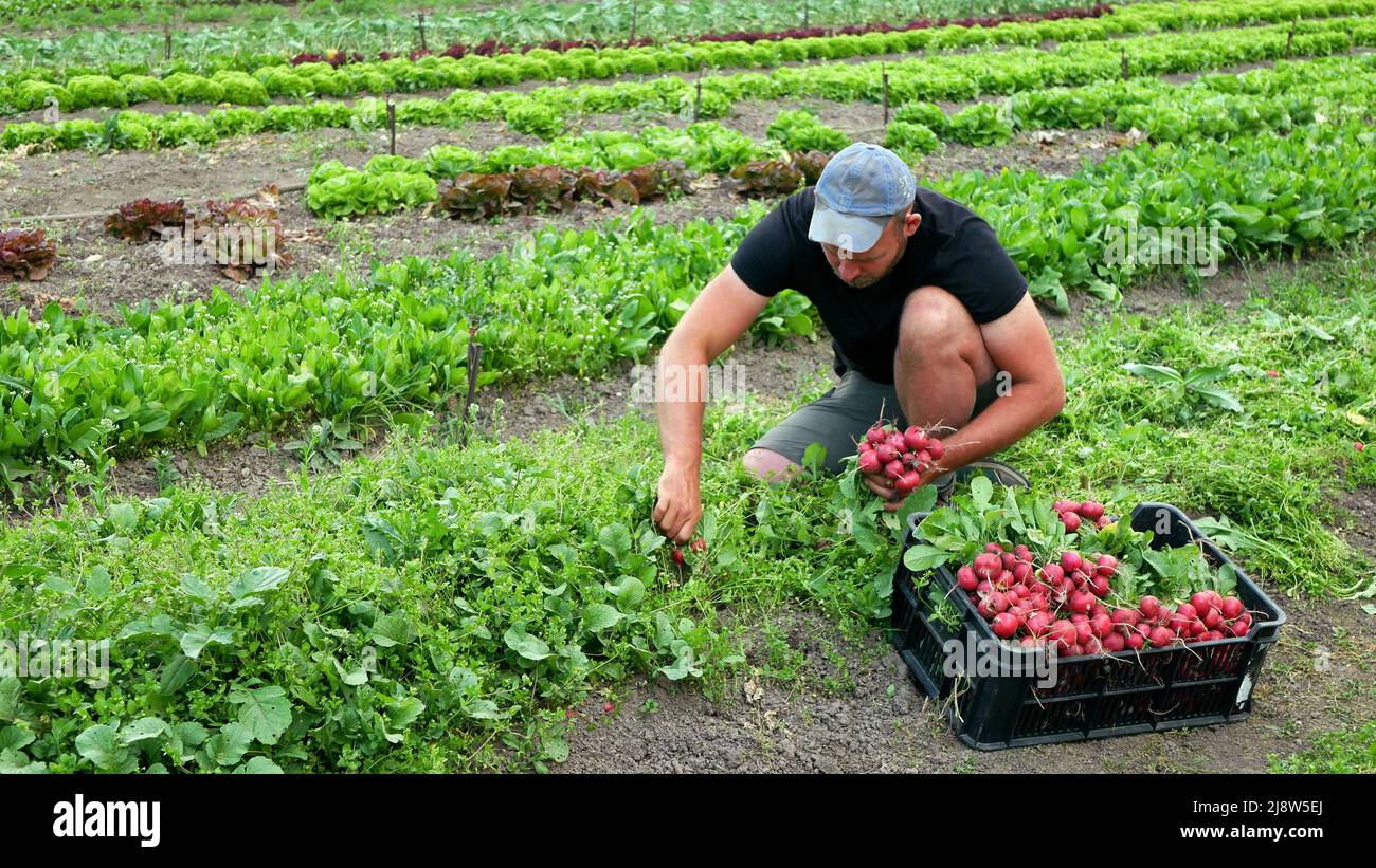 Radish harvest farmer man worker hand picked freshly bio harvesting ...
