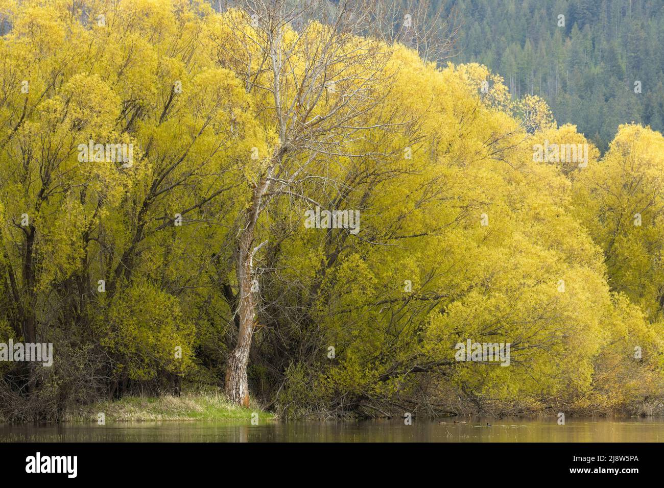 A landscape photo of a barren tree trunk standing among vivid yellow ...