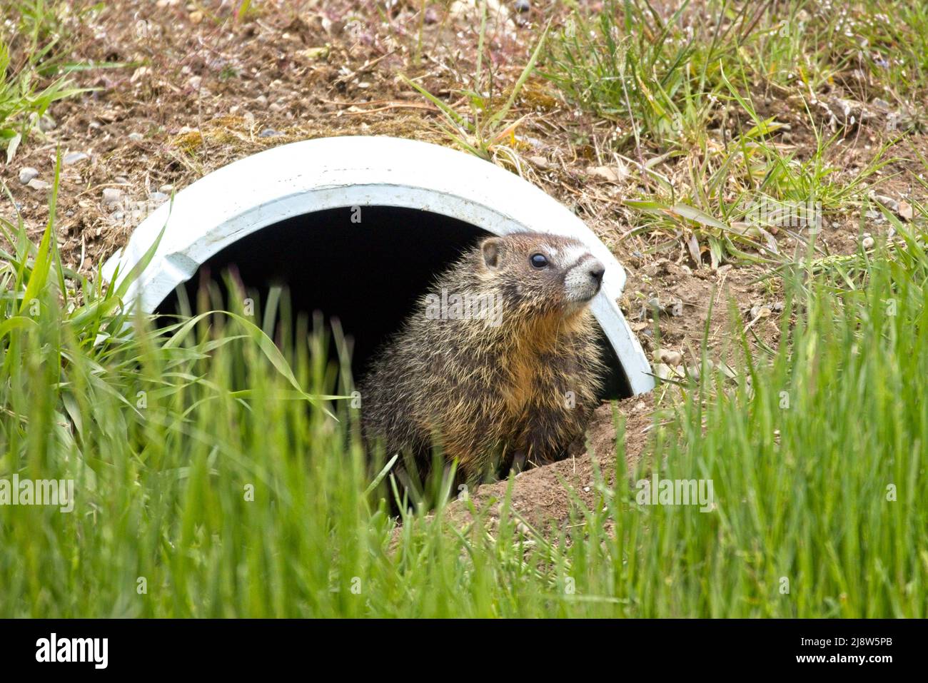 A cute little hoary marmot looks out from a drainage pipe in north ...