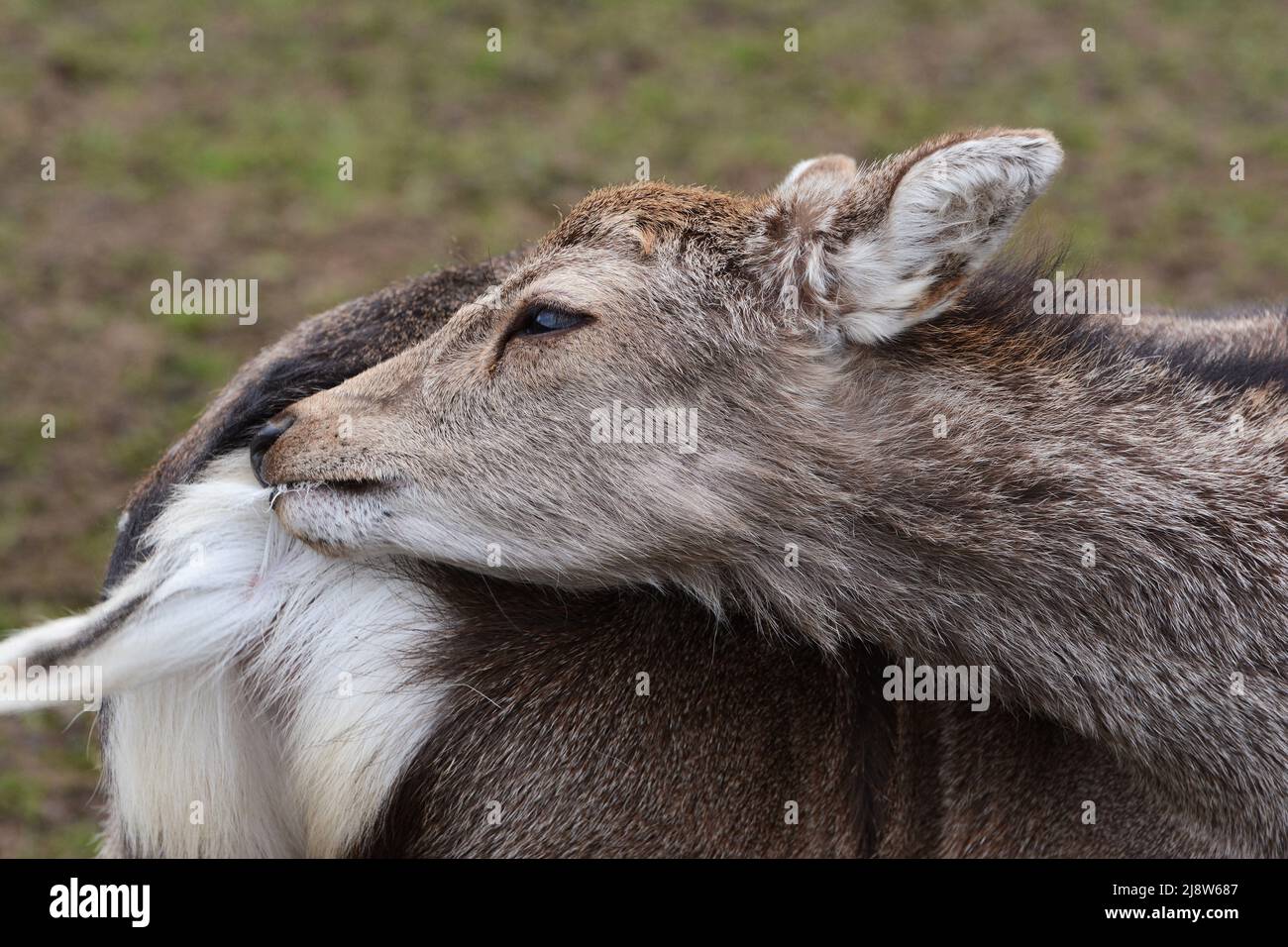 Close up deer hi-res stock photography and images - Alamy