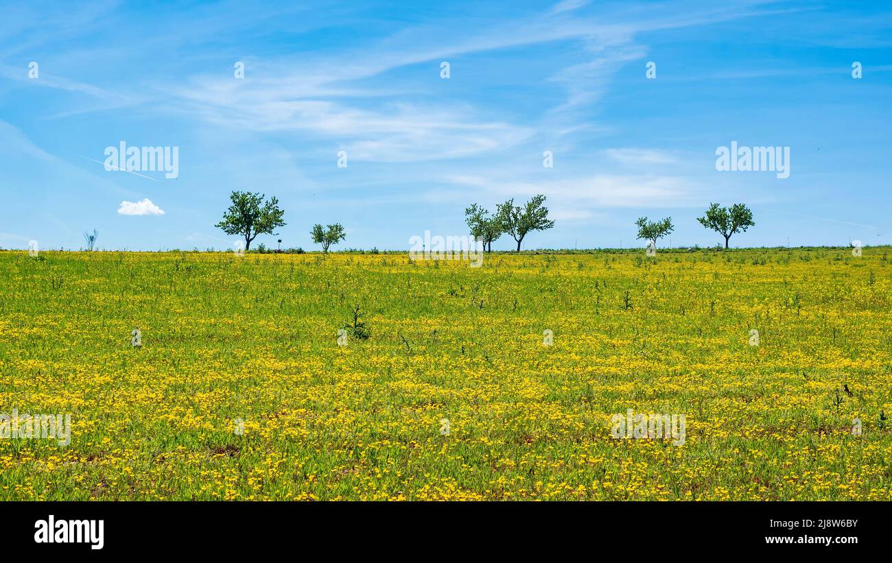 Green trees on the horizon hi-res stock photography and images - Alamy