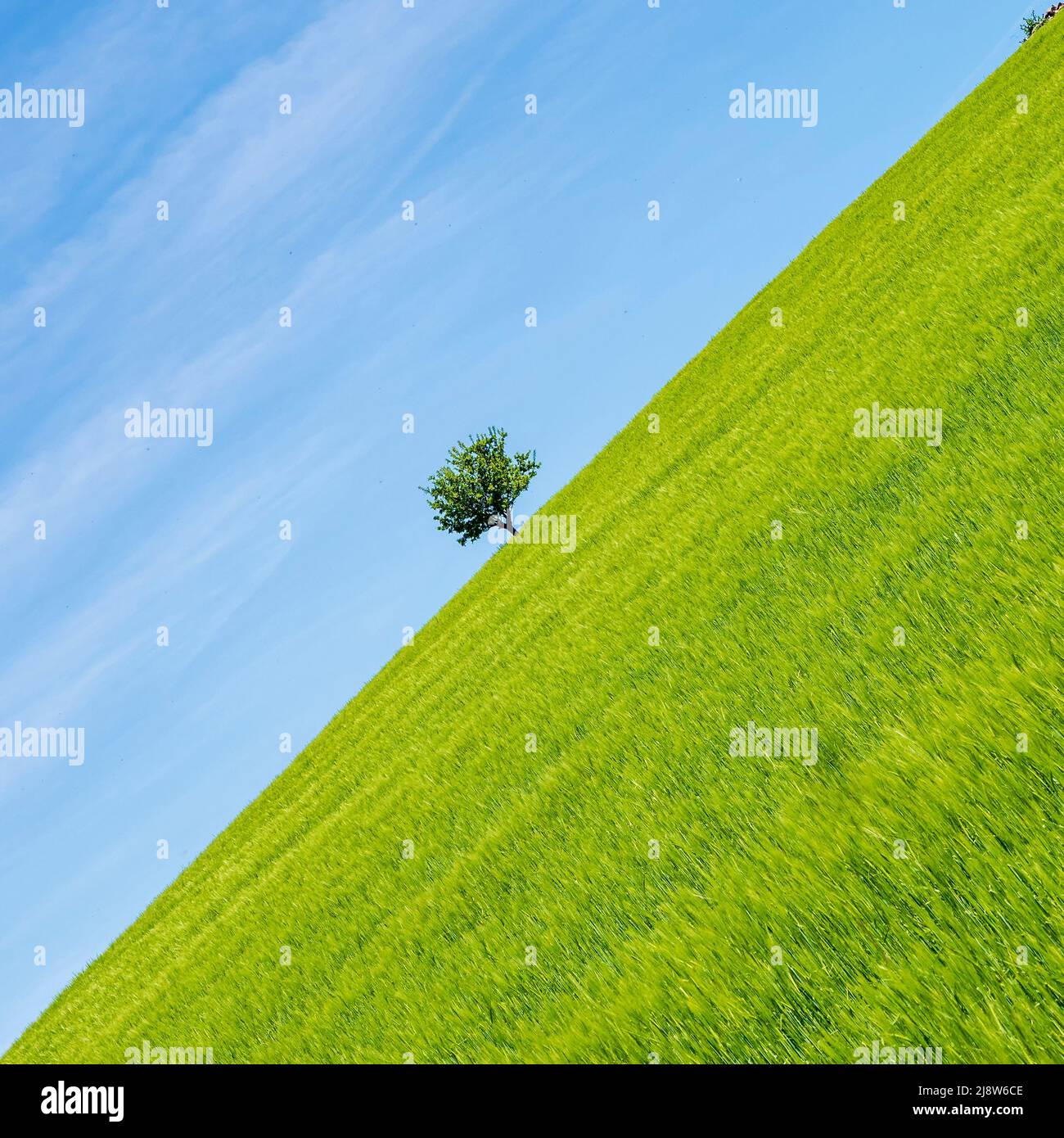 Green meadow landscape with a single tree and blue skies Stock Photo ...