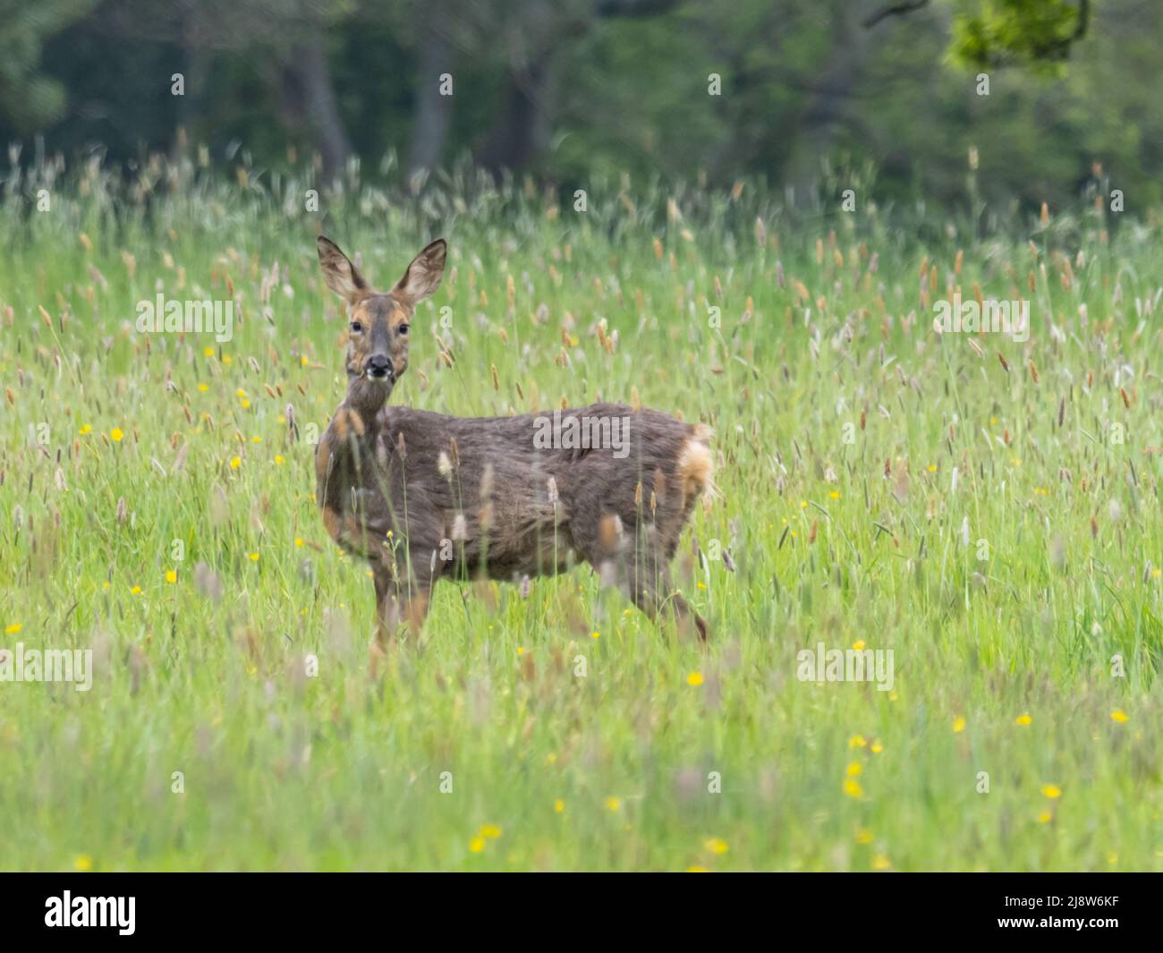 a roe deer, Capreolus capreolus, also known as the roe, western roe ...