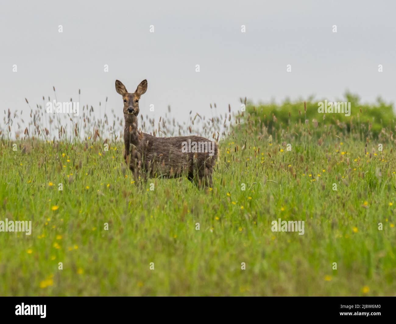 a roe deer, Capreolus capreolus, also known as the roe, western roe ...