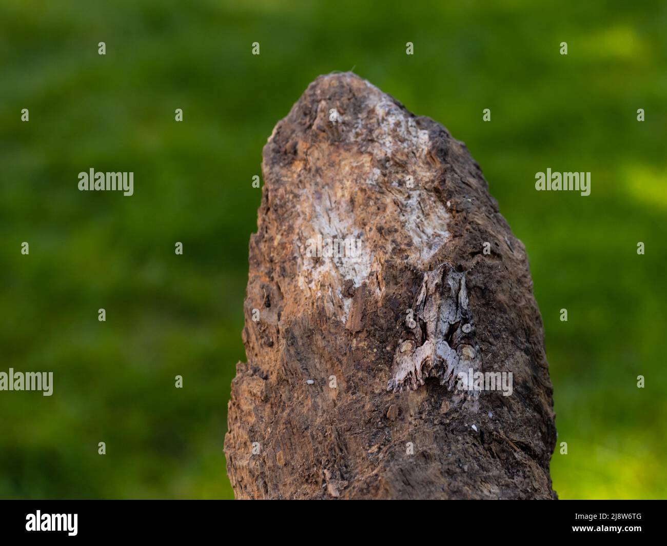 Lacanobia w-latinum, the light brocade, is a moth of the Noctuidae ...