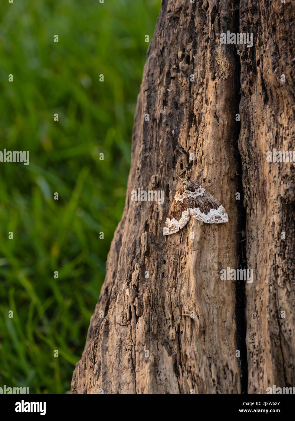 Suffumata hi-res stock photography and images - Alamy