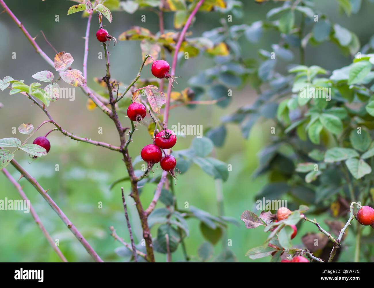Rosehips branches hi-res stock photography and images - Alamy