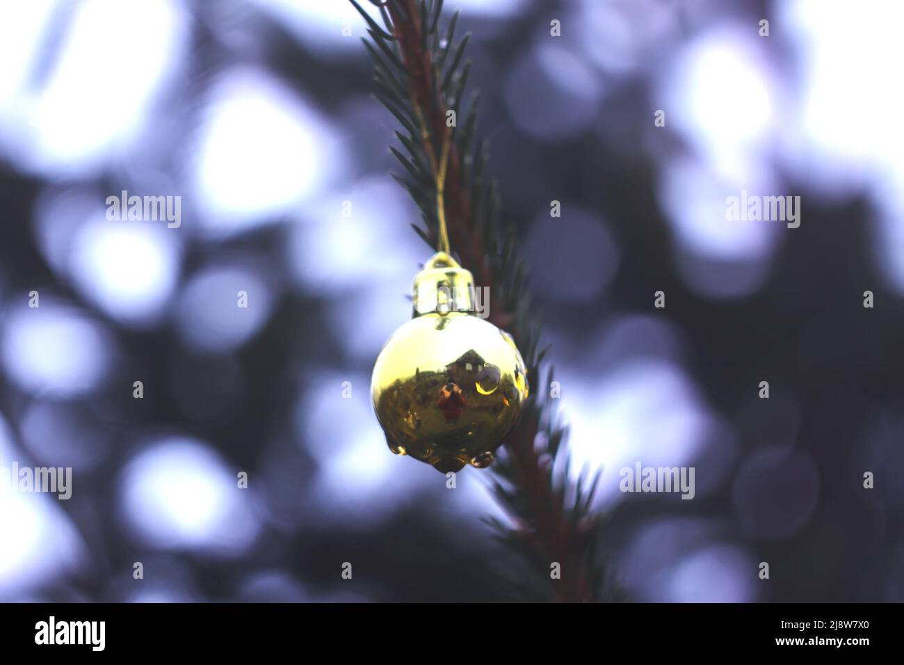 Christmas ball hanging on an a spruce branch outdoors Stock Photo - Alamy