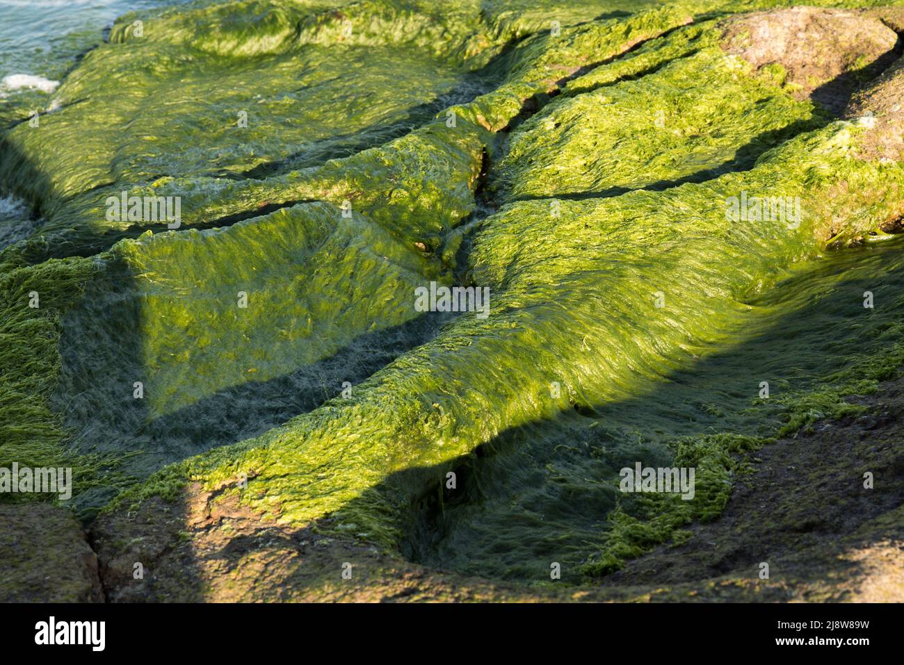 Algae on rocks hi-res stock photography and images - Alamy