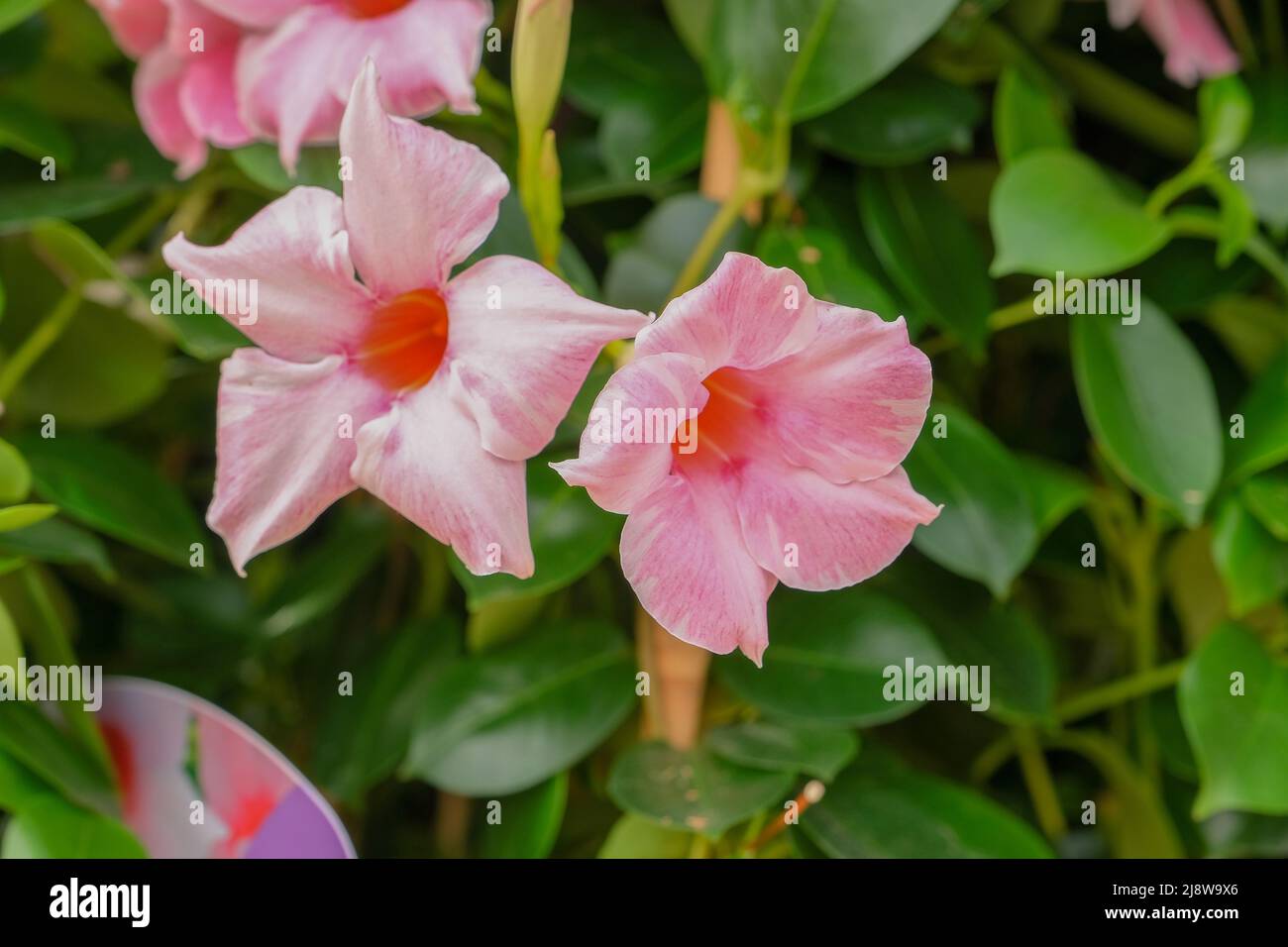 Bouquet mixed color rose flowers hi-res stock photography and images ...