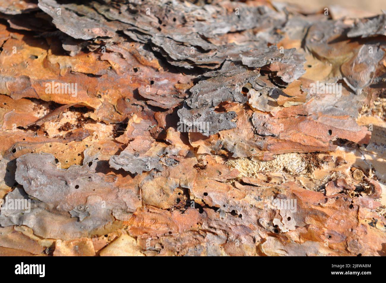 Pine bark close up texture. Detail of Maritime Pine bark with rough surface as background Stock ...