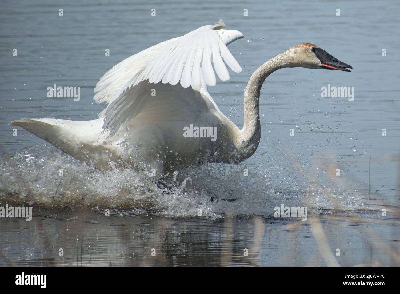 Trumpeter swan plumage hi-res stock photography and images - Alamy