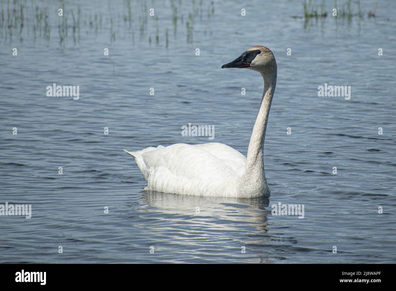 trumpeter swan on the water Stock Photo - Alamy