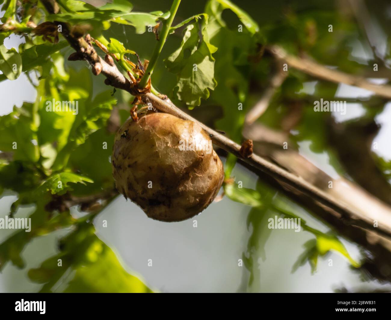 An Oak apple or oak gall, which is caused by a gall wasp injecting ...