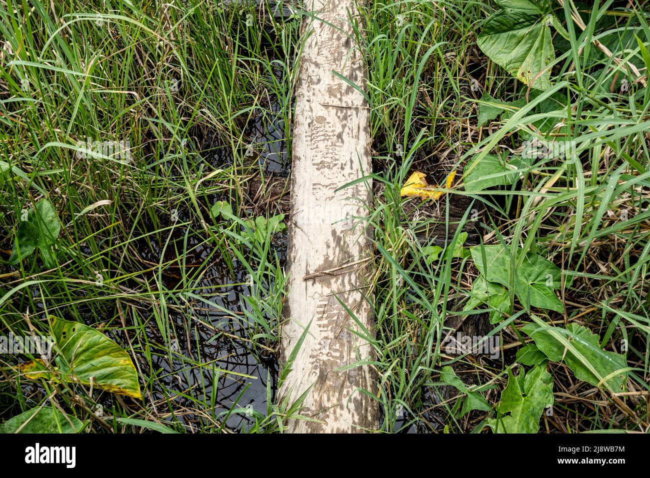 Amazonia, deforestation, Ecuador, environment, nature Stock Photo - Alamy