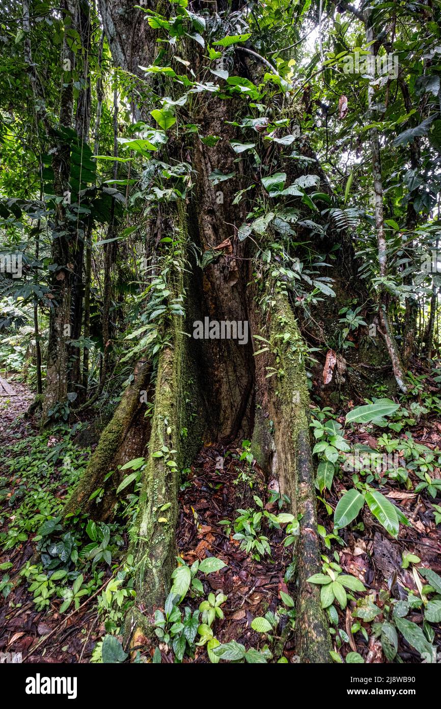 Ecuadorians amazonia hi-res stock photography and images - Alamy