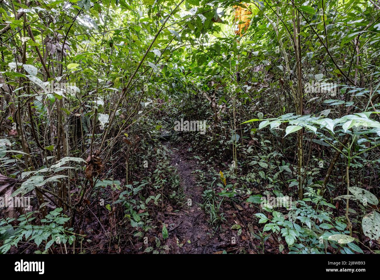 Amazonia, deforestation, Ecuador, environment, nature Stock Photo - Alamy