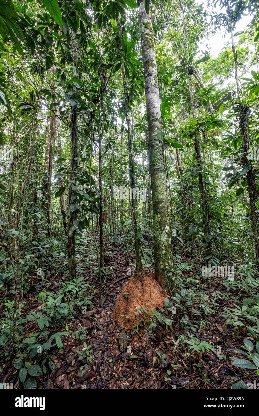 Amazonia deforestation ecuador environment hi-res stock photography and ...