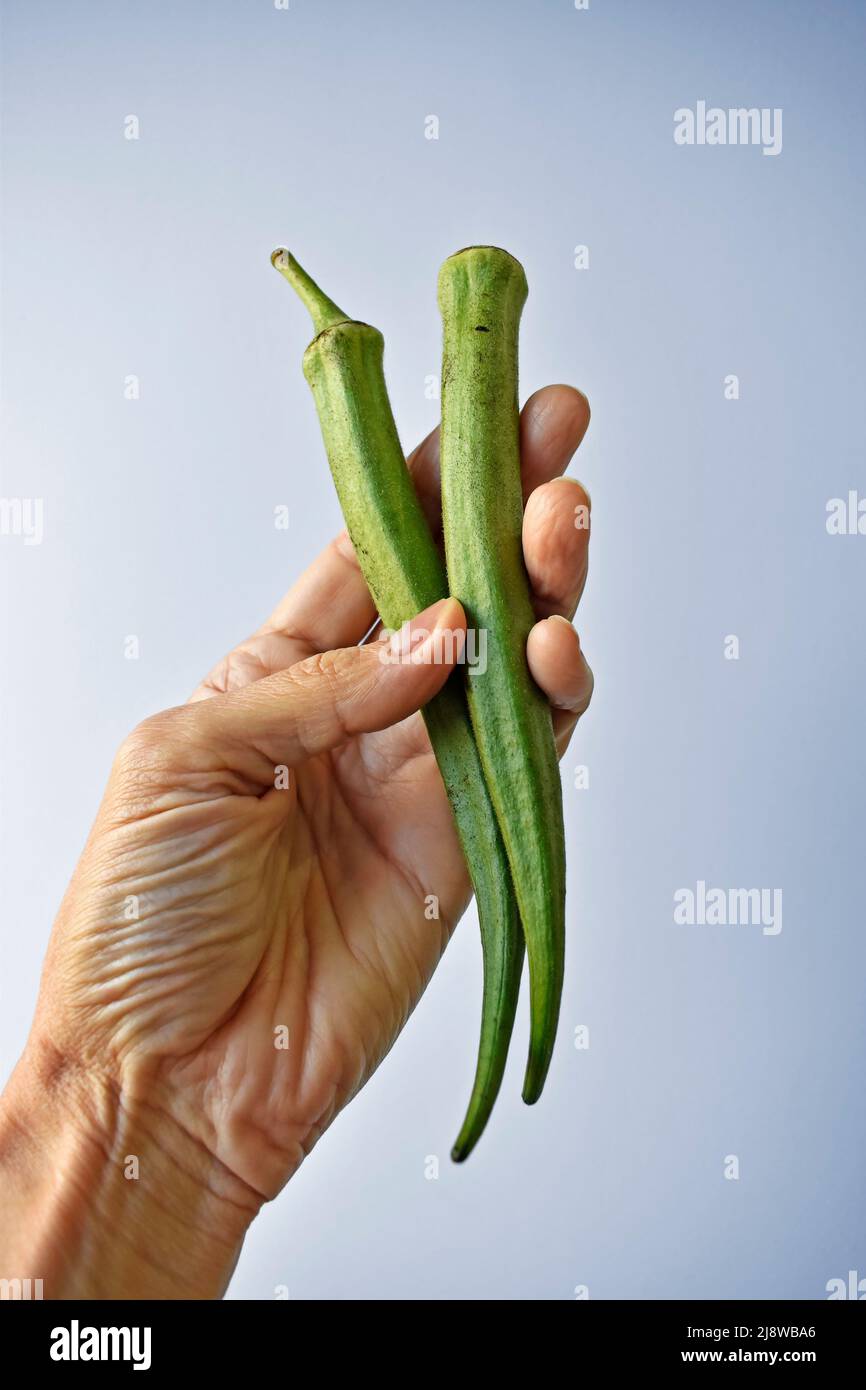 Fresh raw okra on hand in a bright background Stock Photo - Alamy