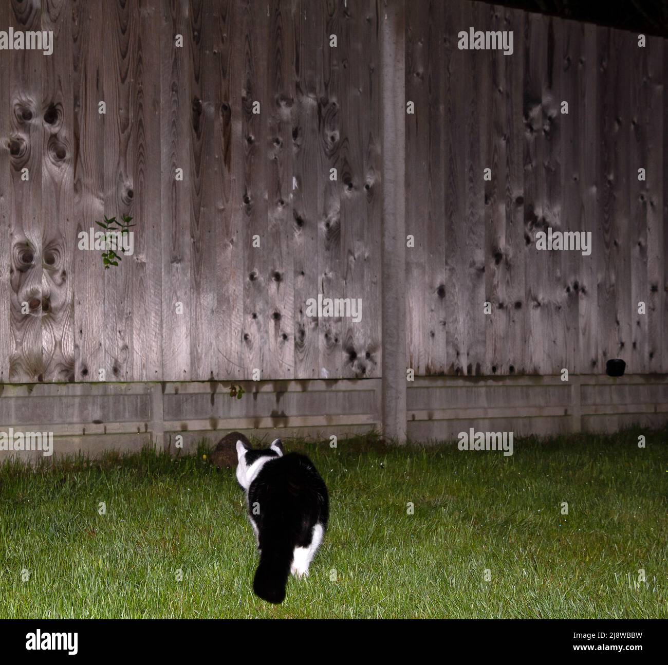 My pet cat Tuck approaching a Hedgehog at night. Hedgehog was not ...