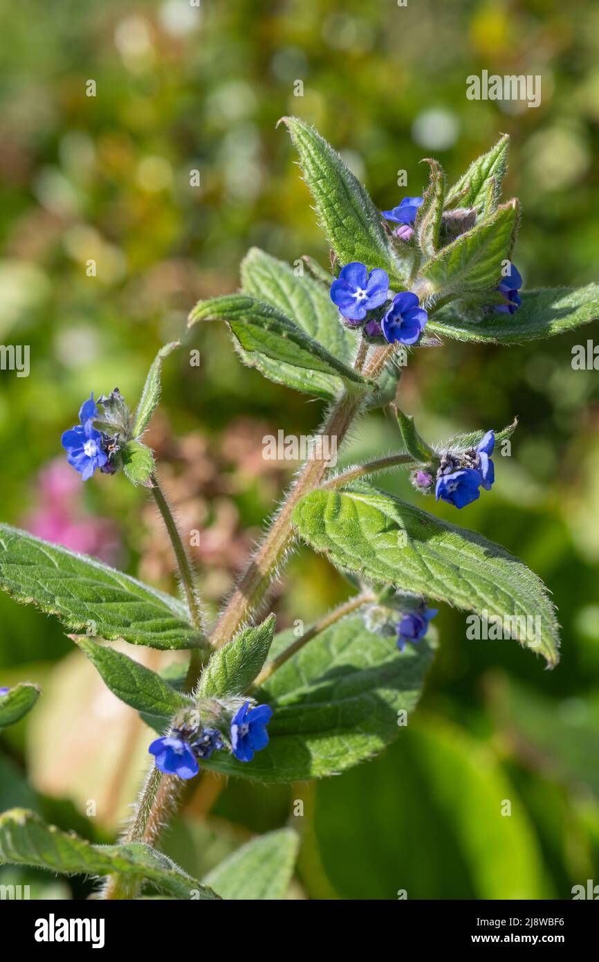 Close up of a green alkanet (pentaglottis sempervirens) plant Stock ...