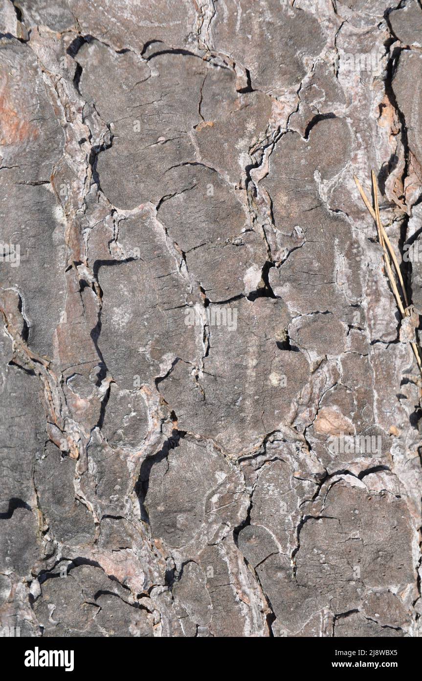 Pine bark close up texture. Detail of Maritime Pine bark with rough surface as background Stock ...