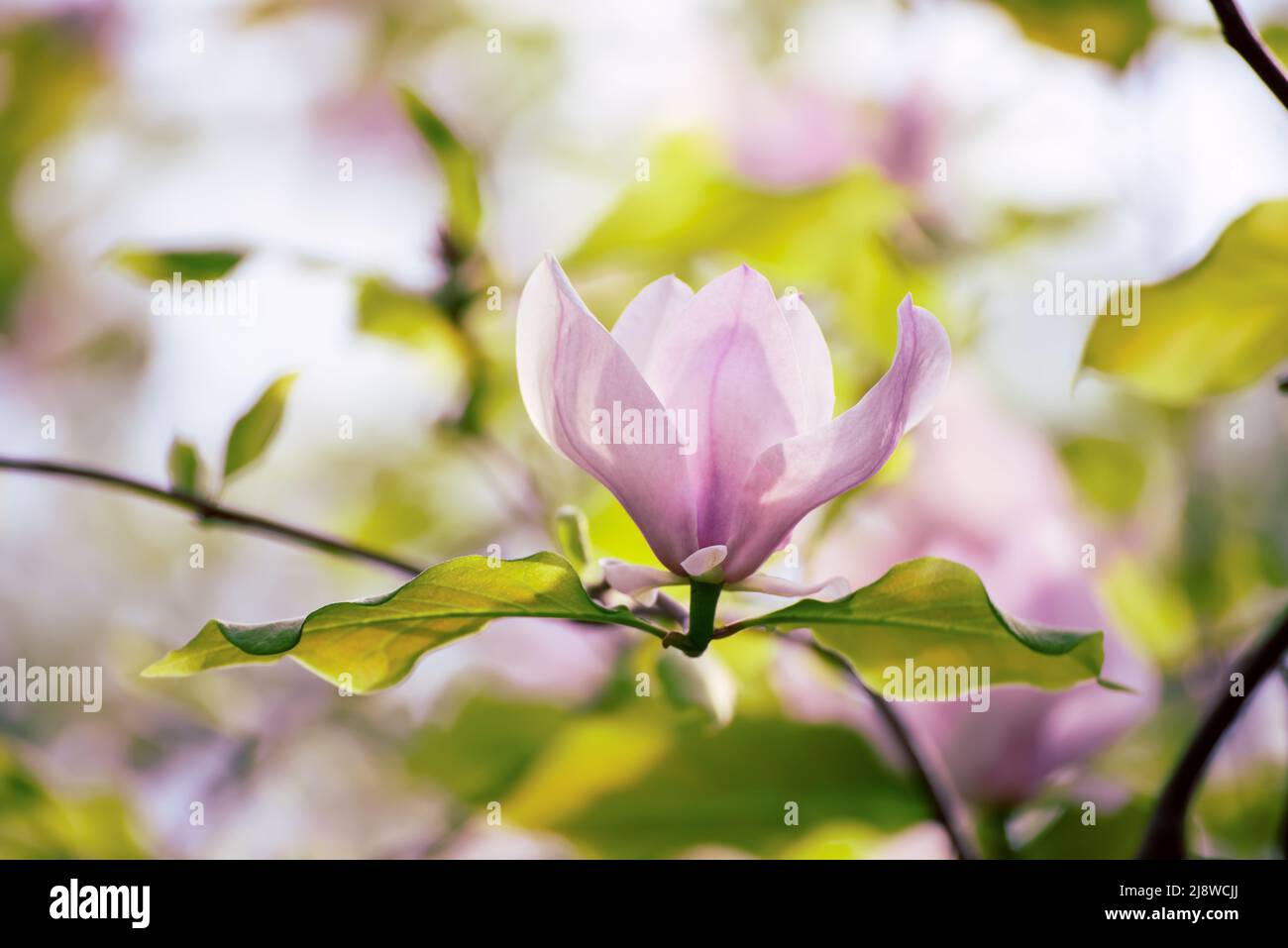 Magnolia spring flowers Stock Photo - Alamy