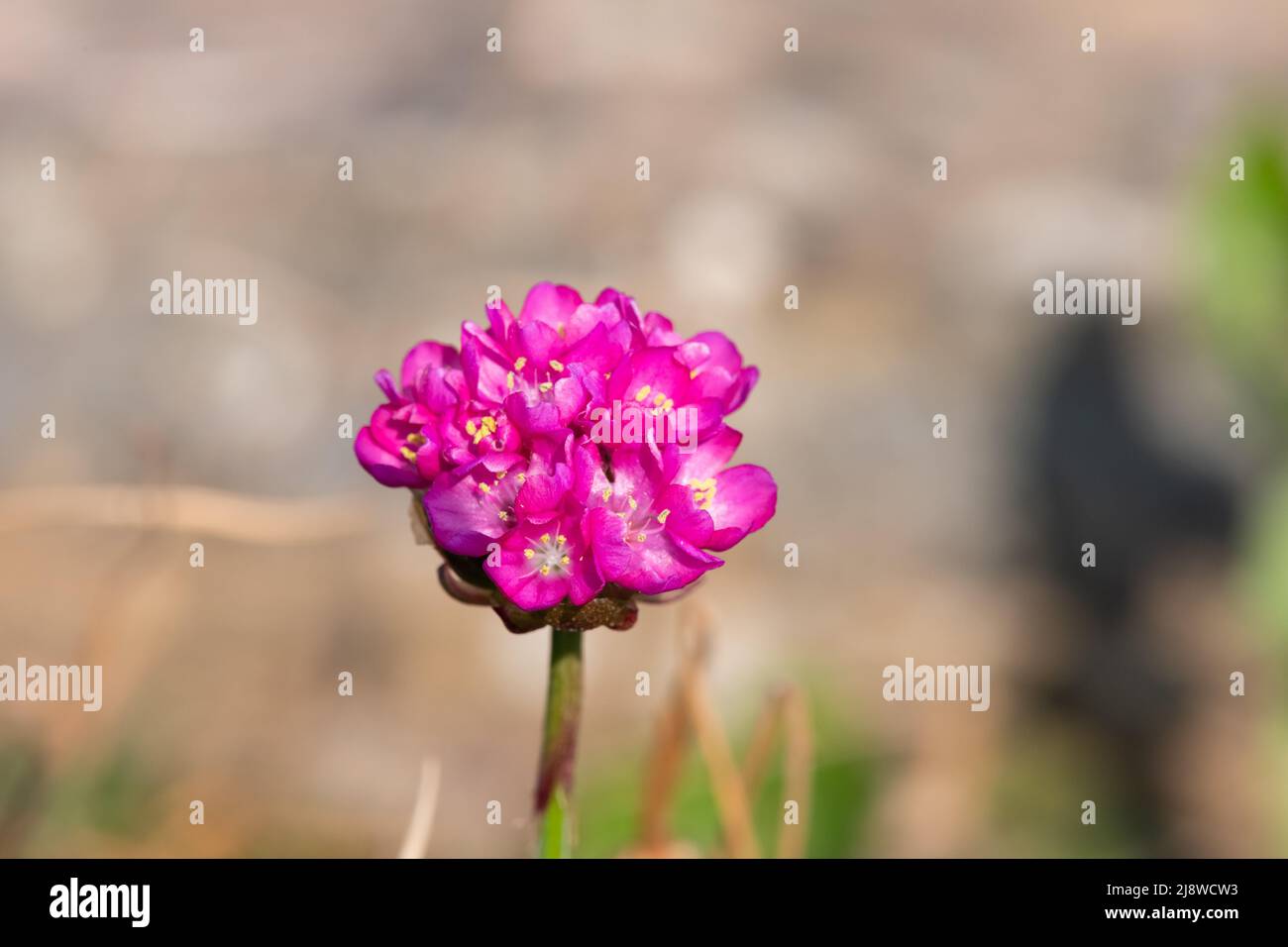 Close up of a sea thrift (armeria maritima) flower in bloom Stock Photo ...