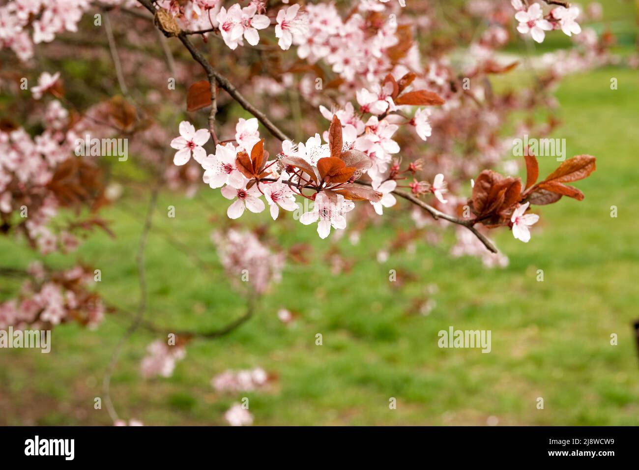 flowering trees. the cherry tree has blossomed. warm spring Stock Photo ...