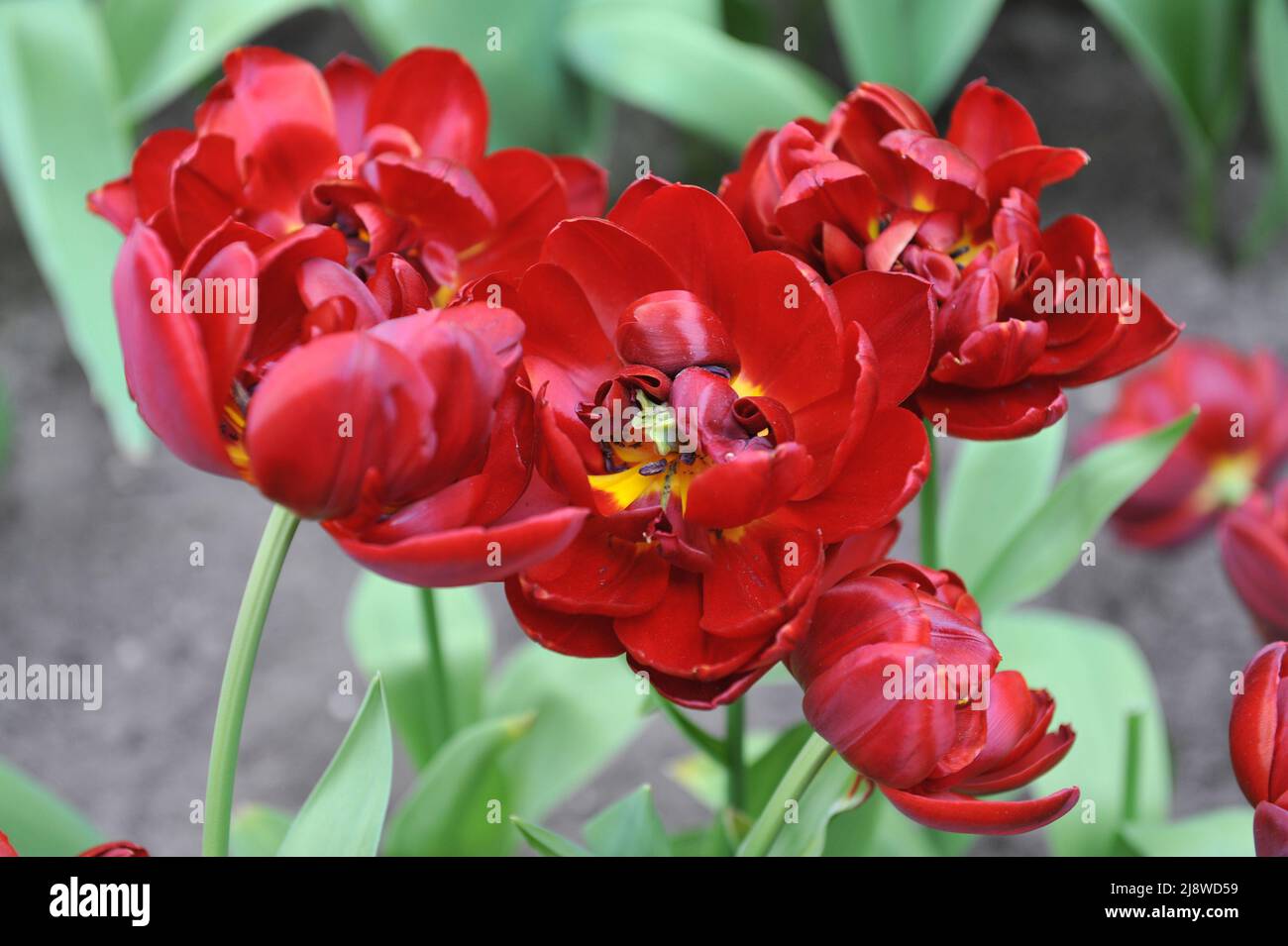 Red peony-flowered Double Early tulips (Tulipa) Matrix bloom in a ...