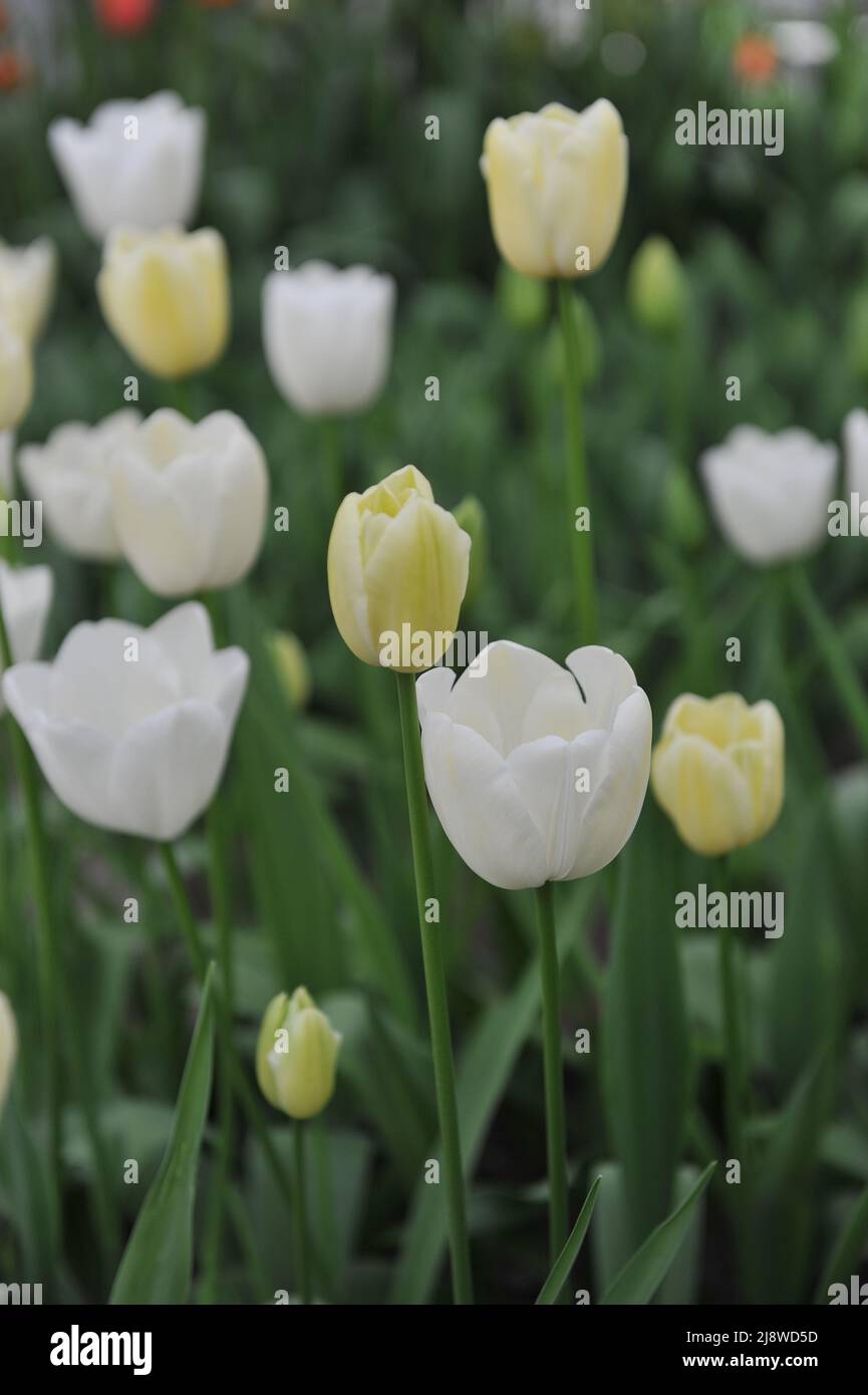 White Single Late tulips (Tulipa) Maureen bloom in a garden in April ...
