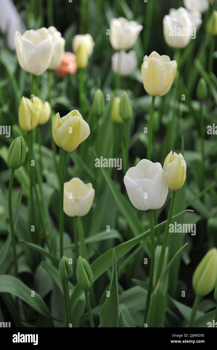 White Single Late tulips (Tulipa) Maureen bloom in a garden in April ...
