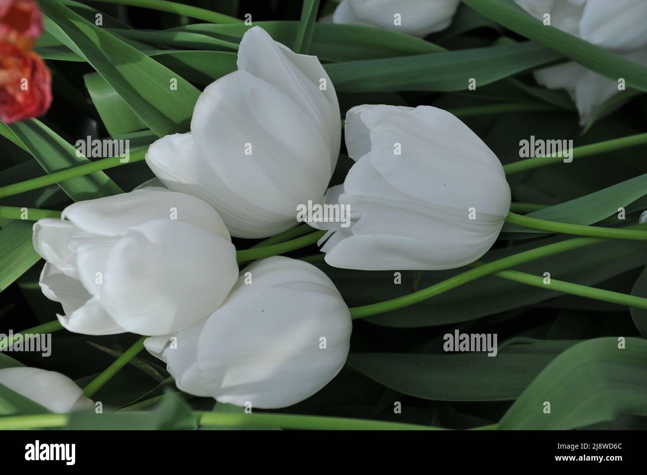 White Single Late tulips (Tulipa) Maureen bloom in a garden in April ...