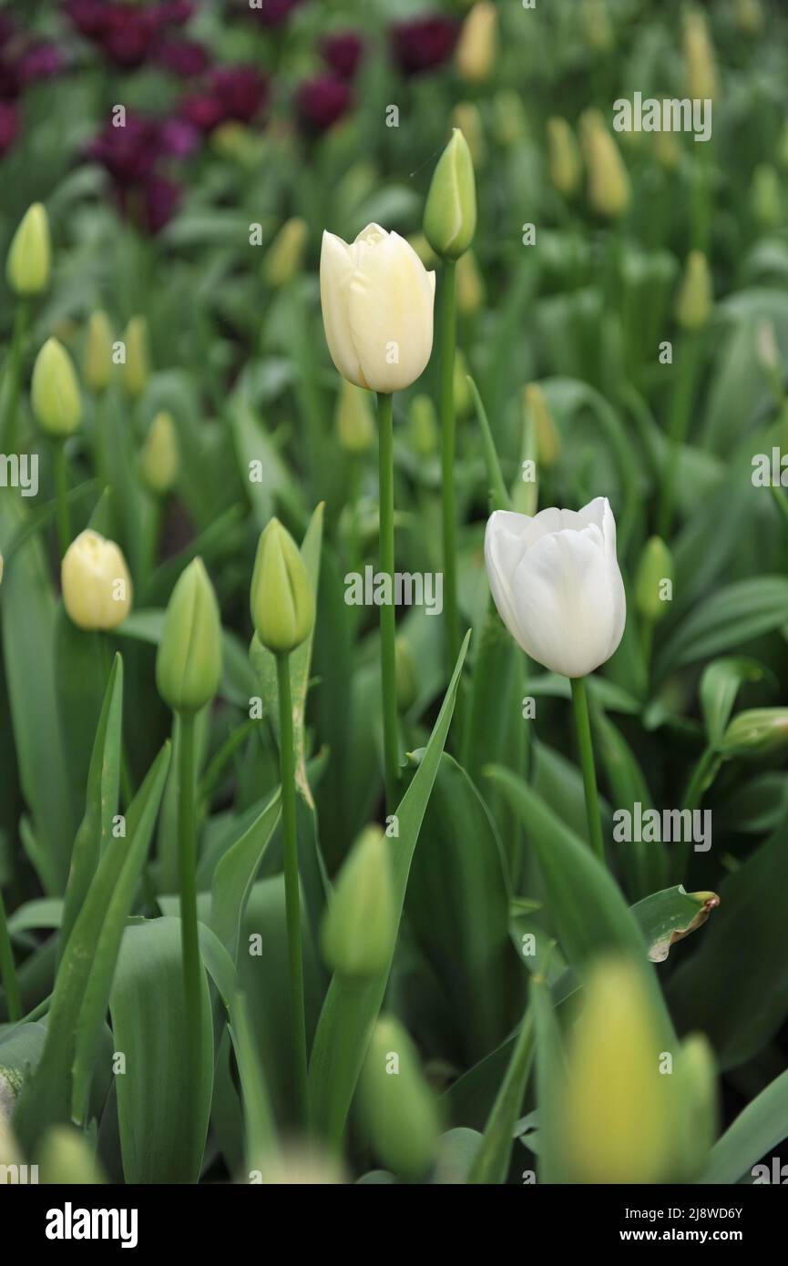 White Single Late tulips (Tulipa) Maureen bloom in a garden in April ...