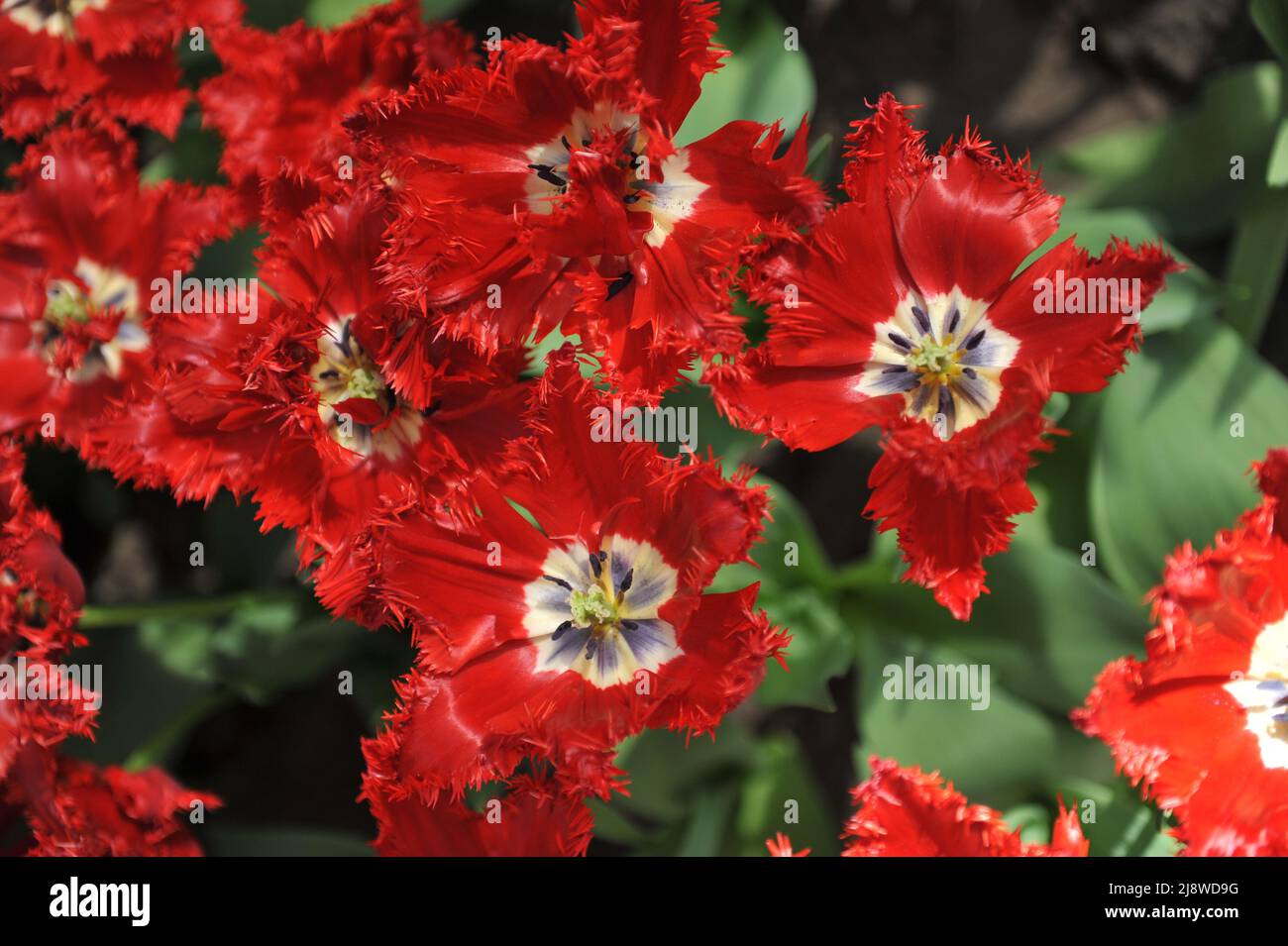 Red fringed tulips (Tulipa) Maywood bloom in a garden in April Stock ...