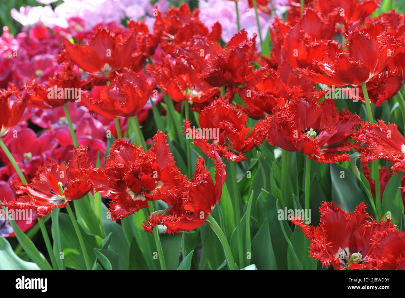 Red fringed tulips (Tulipa) Maywood bloom in a garden in April Stock ...