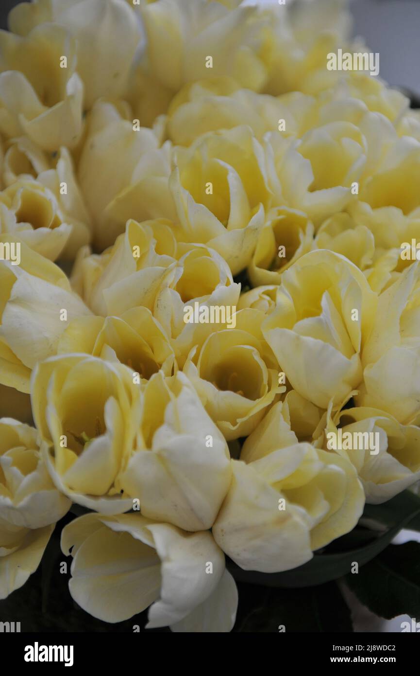 A bouquet of yellow double tulips (Tulipa) Meerbloemig Creme bloom in a ...