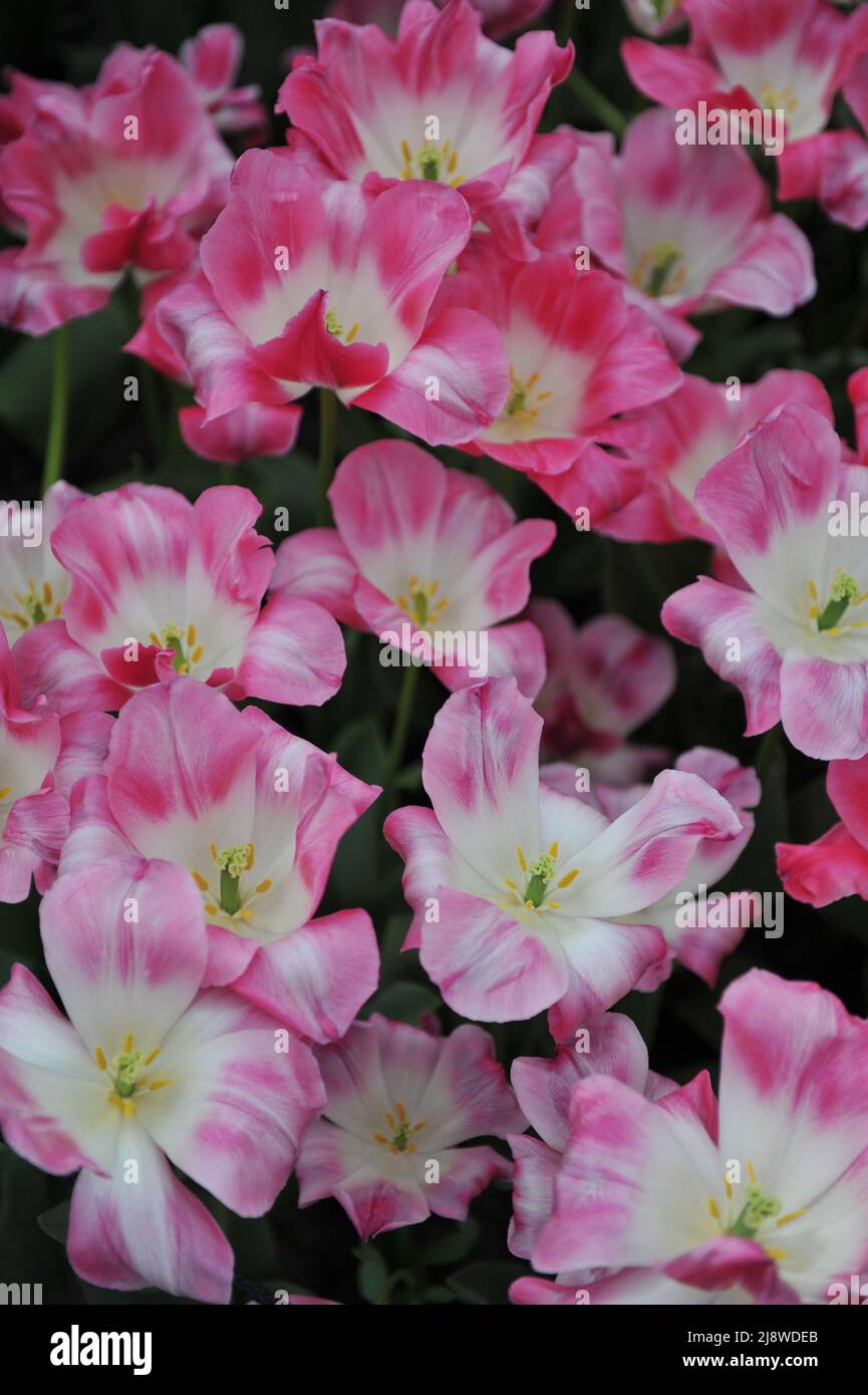 Pink and white Triumph tulips (Tulipa) Memphis bloom in a garden in ...