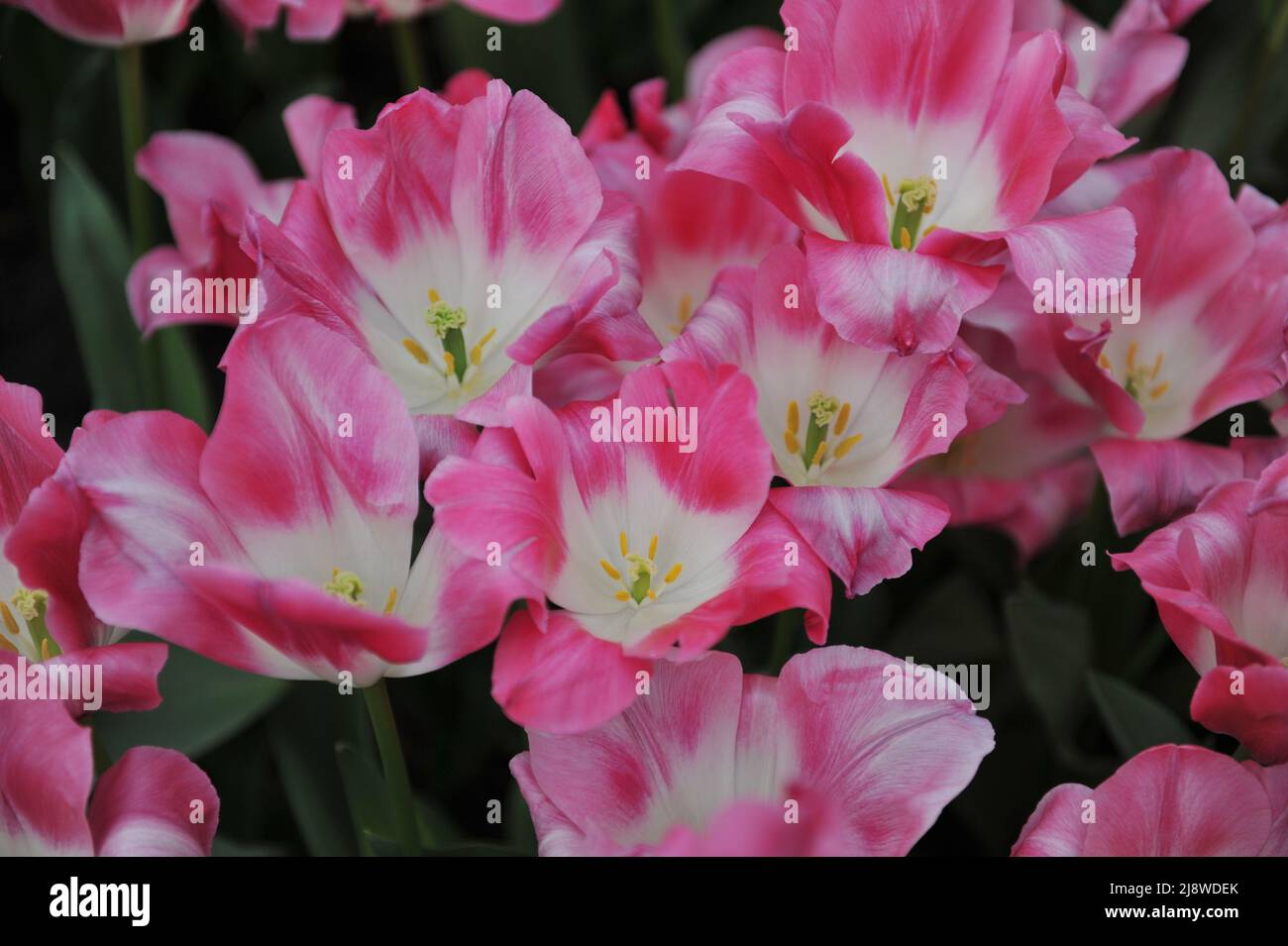 Tulip memphis hi-res stock photography and images - Alamy