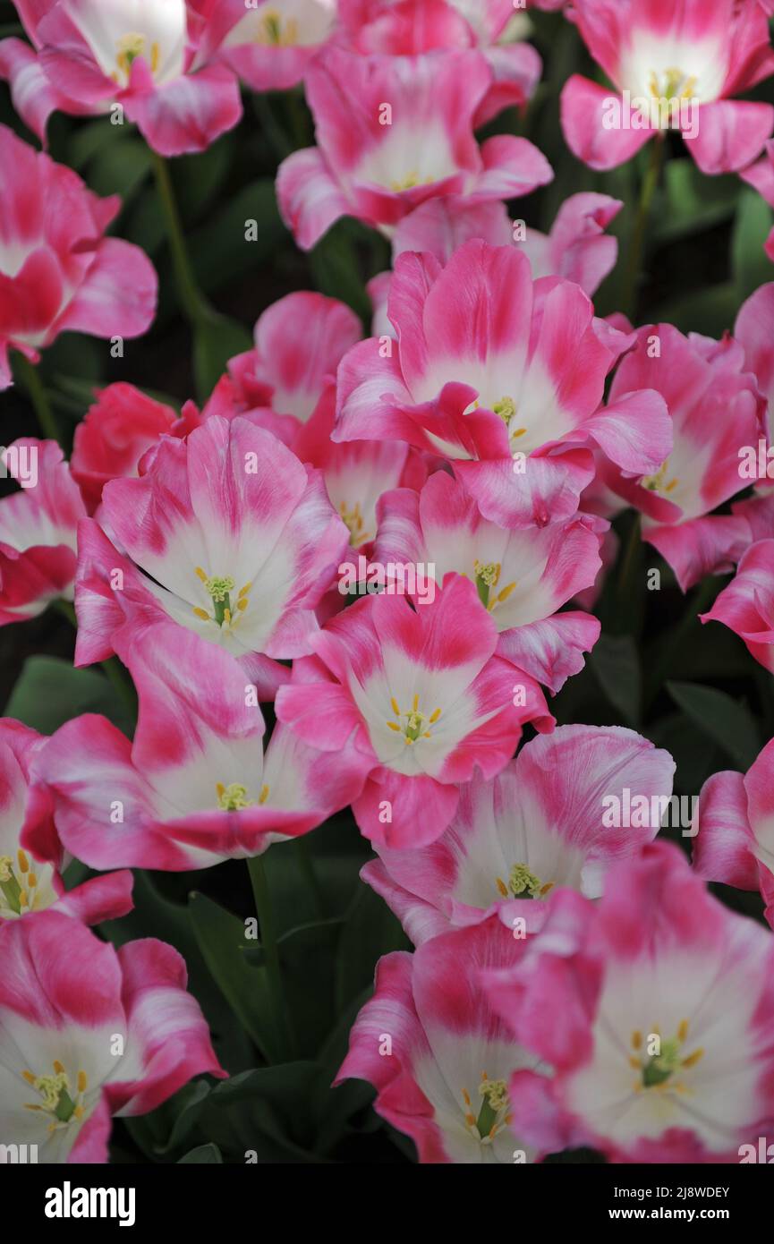 Pink and white Triumph tulips (Tulipa) Memphis bloom in a garden in ...