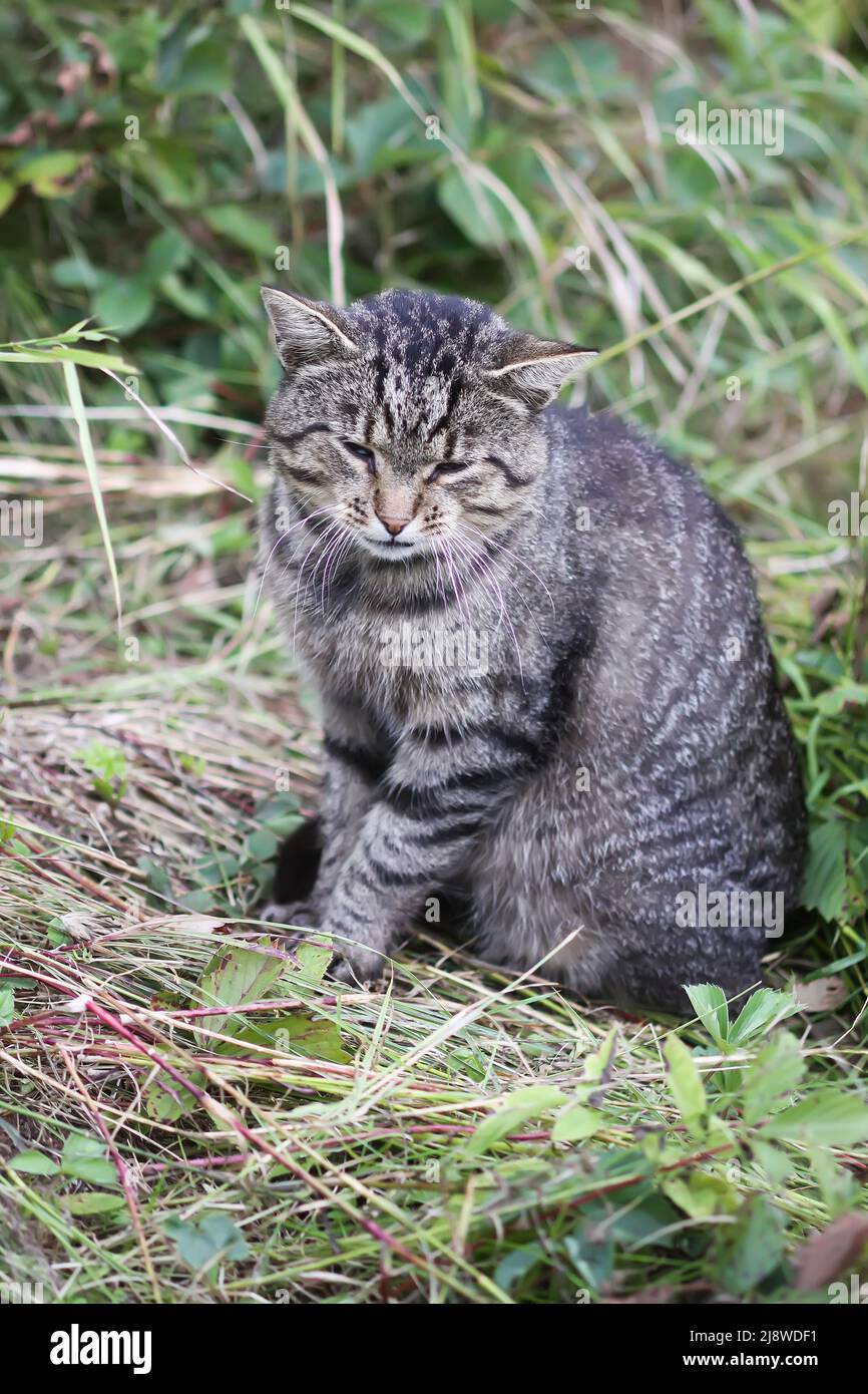 Holding sleepy cat hi-res stock photography and images - Alamy