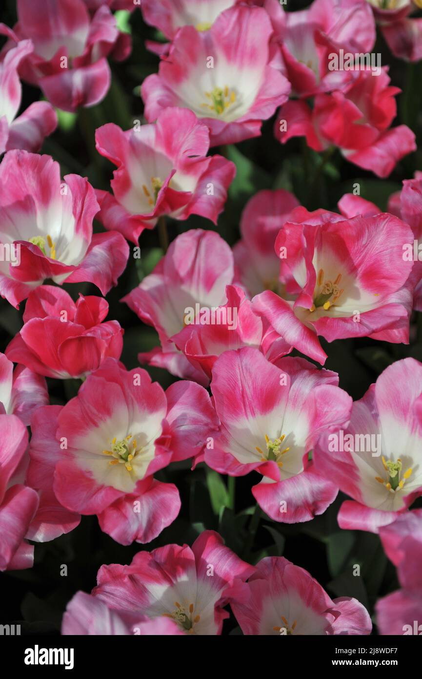 Pink and white Triumph tulips (Tulipa) Memphis bloom in a garden in ...