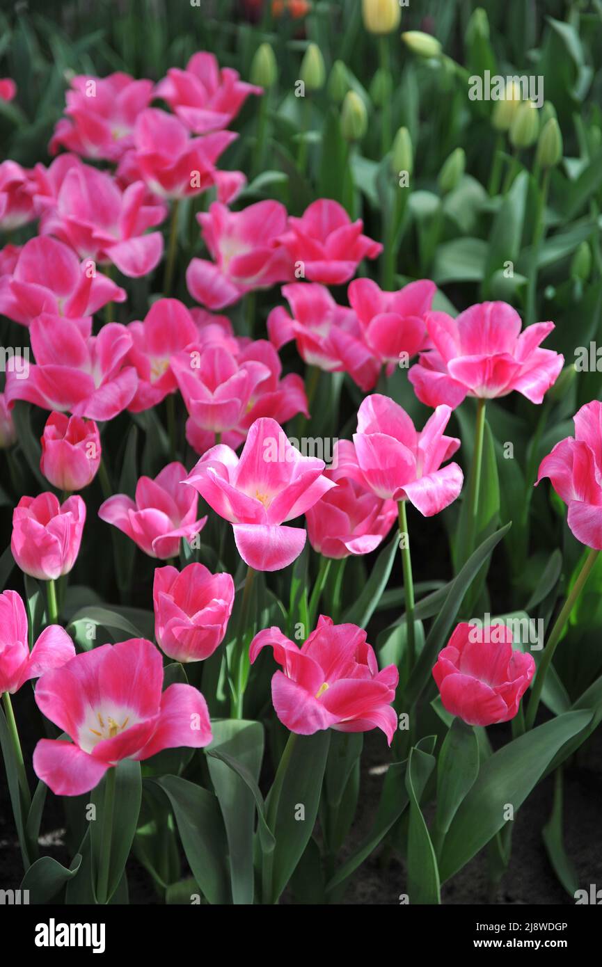 Pink and white Triumph tulips (Tulipa) Memphis bloom in a garden in ...