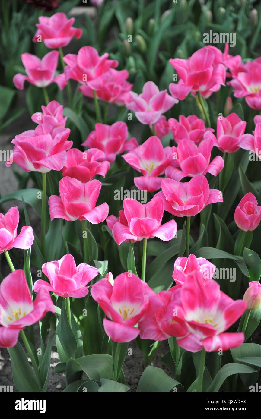 Tulip memphis hi-res stock photography and images - Alamy