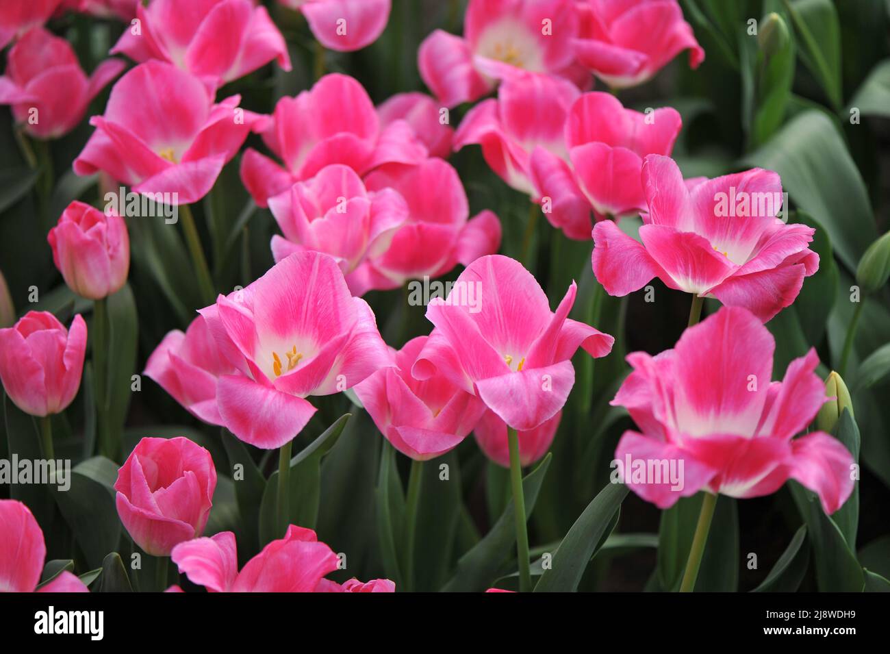 Pink and white Triumph tulips (Tulipa) Memphis bloom in a garden in ...