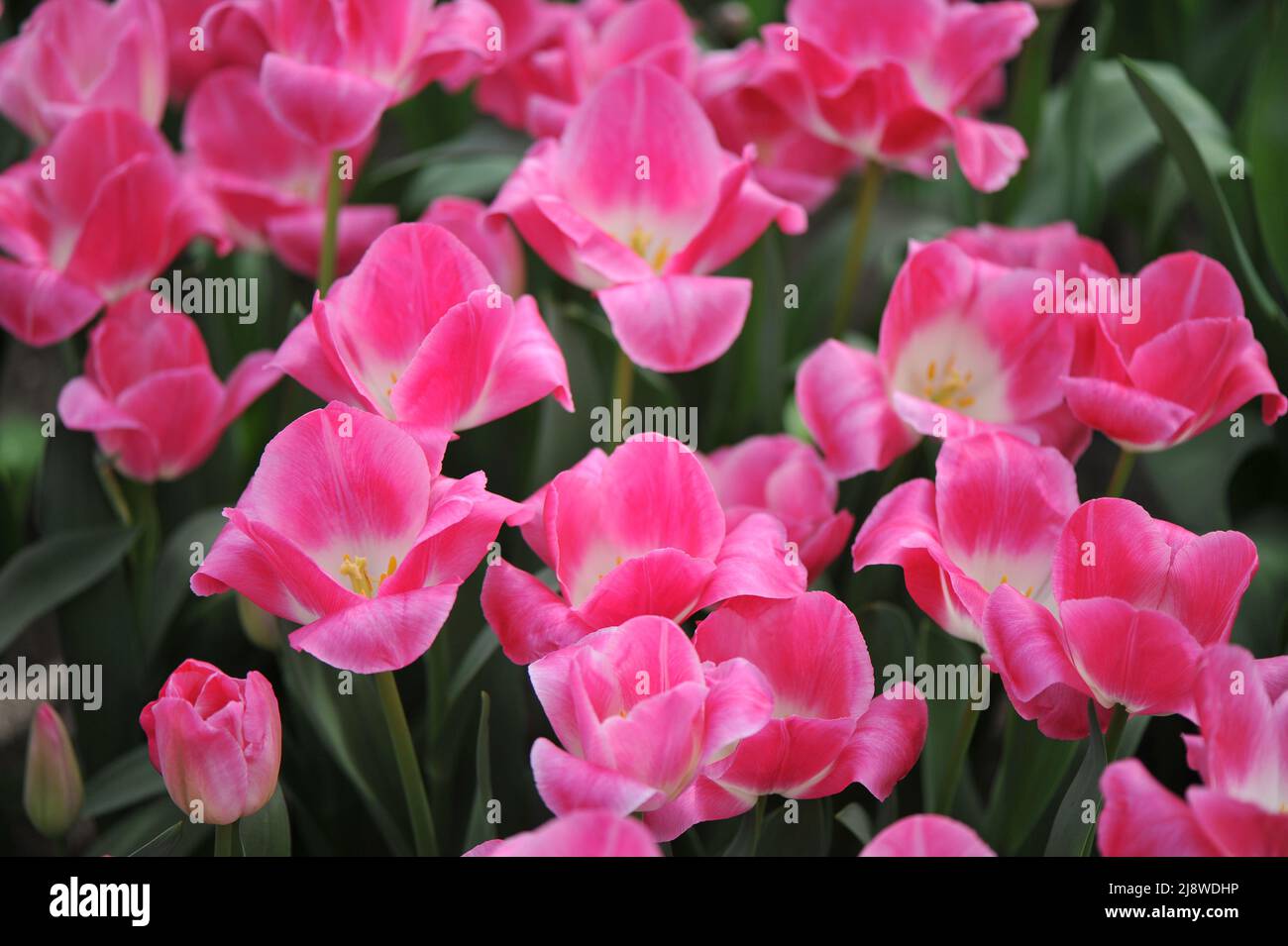 Pink and white Triumph tulips (Tulipa) Memphis bloom in a garden in ...