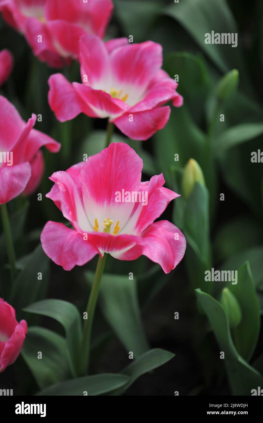 Pink and white Triumph tulips (Tulipa) Memphis bloom in a garden in ...